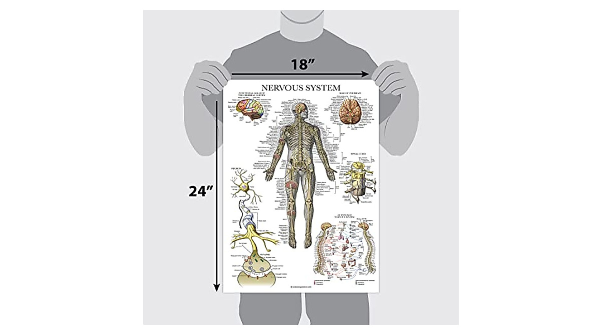 Nervous System Anatomy Poster - Laminated 18x24 for Study & Teaching