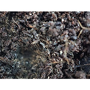 Josh's Frogs Temperate Springtail (Collembola) 8 oz Culture