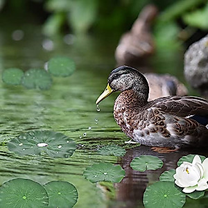 8 Pcs Aquarium Plants Live, 4 Size Artificial Floating Foam Lotus Leaves, Water Lily Pads Ornaments, Perfect for Patio Koi Fish Pond Pool Aquarium Home Garden Wedding Party Special Event Decoration