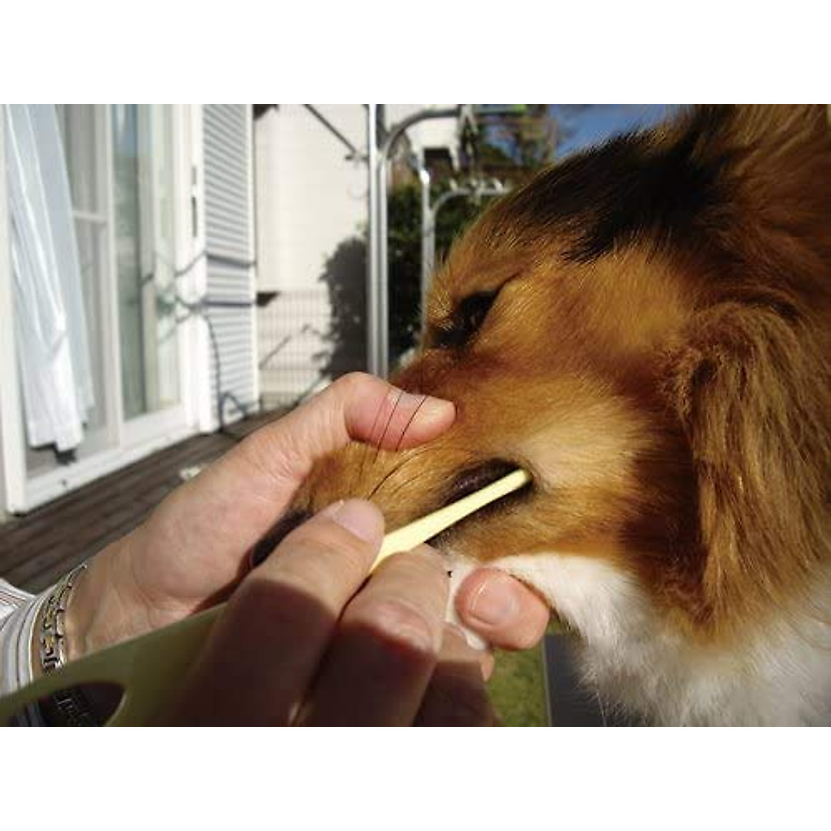 MIND UP Toothbrush Soft Bristle for Large Dogs