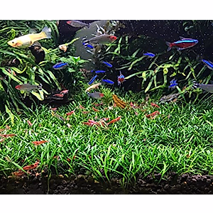 Greenpro Cryptocoryne Parva Freshwater Live Aquarium Plants TC Cup Fish Tank Decoration
