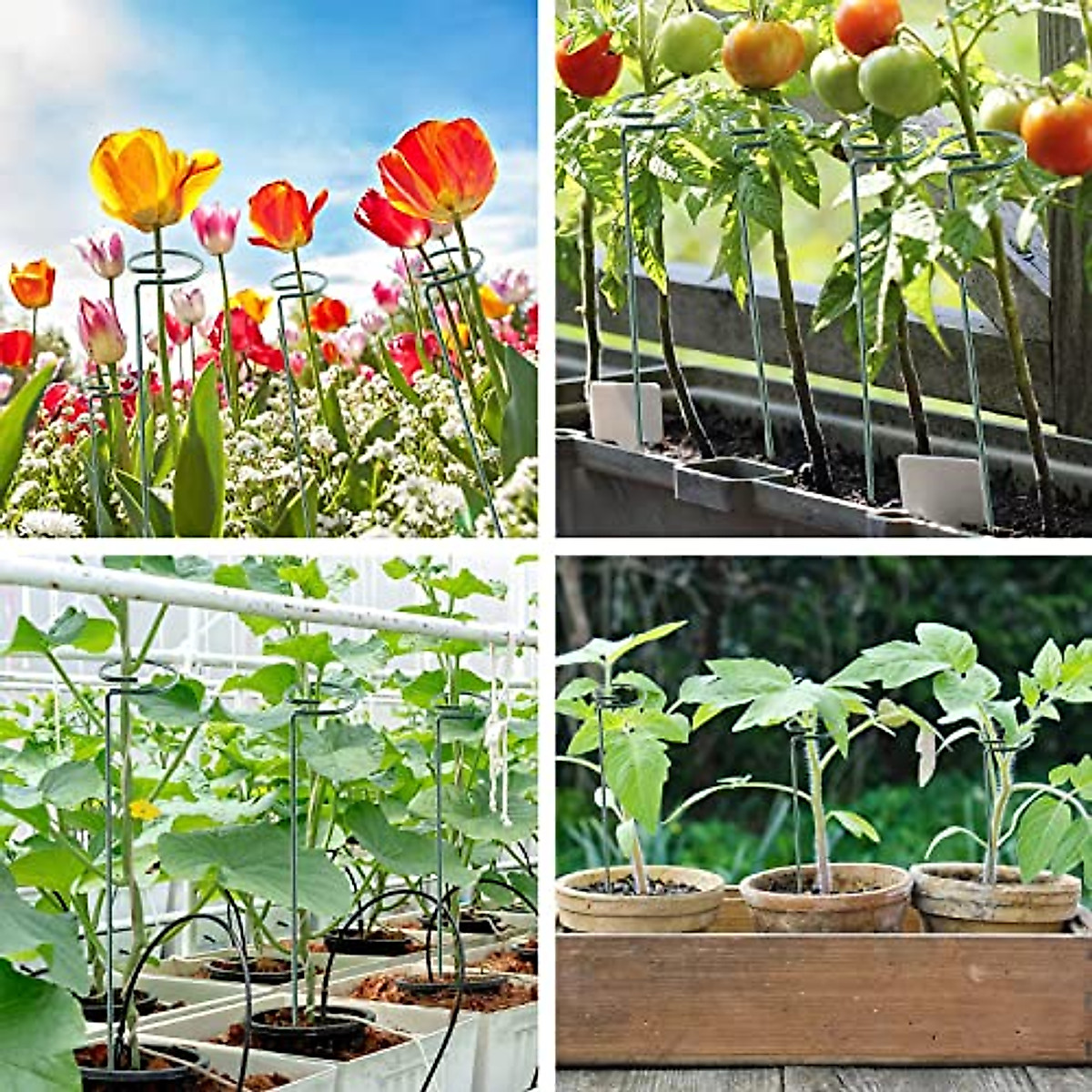 Thealyn 12 Pack 18 Inch Plant Support Stakes, Metal Single stemmed Flower Support Hoops，Garden Plant Stakes Plant Prop for Amaryllis Orchid Lily Rose Peony Tomatoes Gladiolus