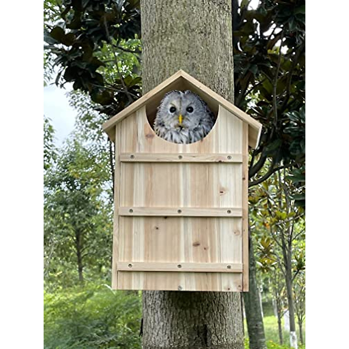 Sundia Screech Saw Whet Owl Kestrel Flicker Barn Large Big Bird Nesting Wooden Box Resident Habitant House (D100)