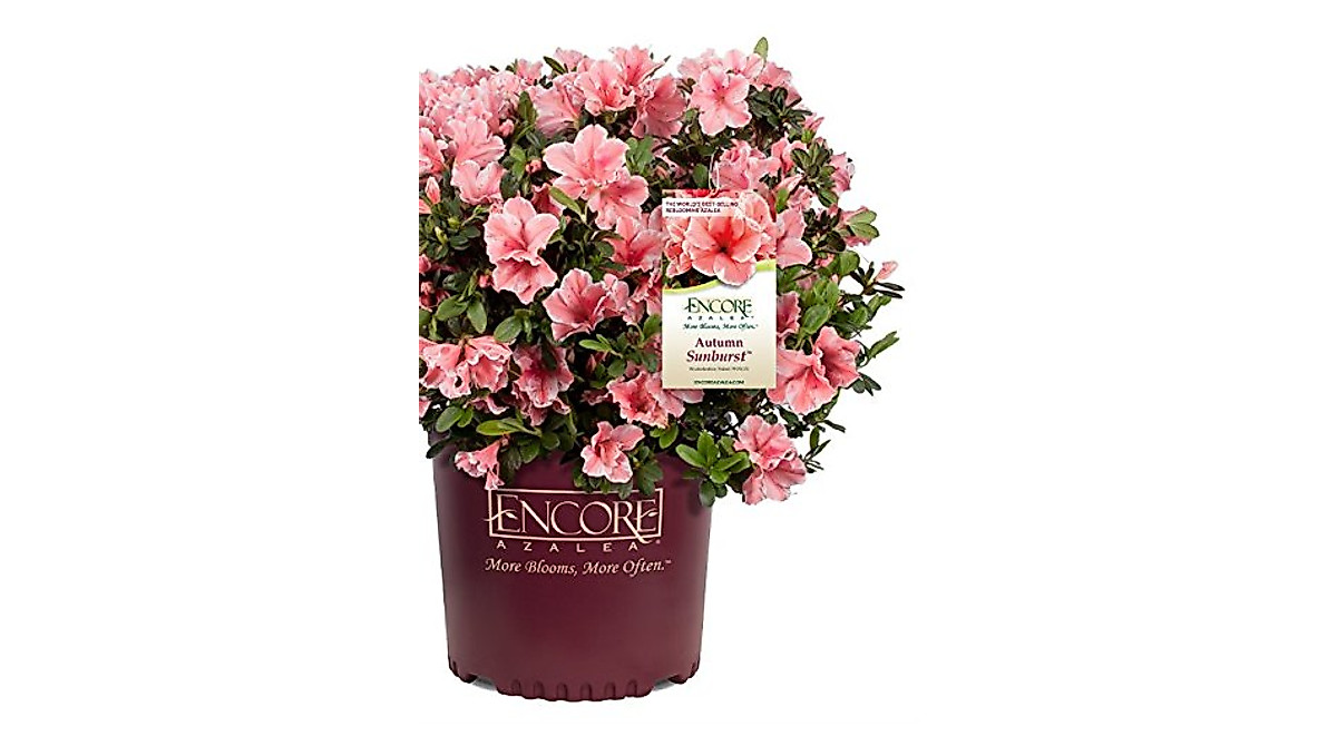 Encore Azalea Autumn Sunburst - Vibrant Outdoor Flowering Plant