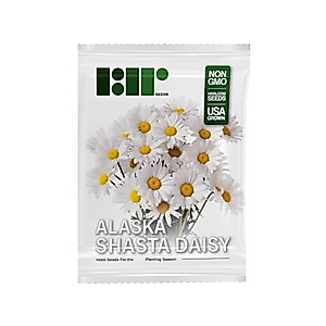 1000 Alaska Shasta Daisy Flower Seeds for Planting
