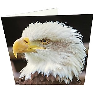 Maturi Bald Eagle Photographic Blank Birthday Greetings Card, 6" x 6" Square