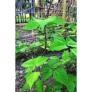 Tenax 100521793 Hortonova SM Plant Trellis Net, 48" x 328' White