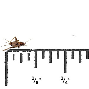 Josh's Frogs Pinhead Banded Crickets (500 Count)