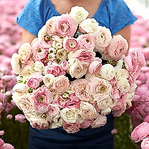 Ranunculus Bulbs - Eternal Bliss Mix - 100 Bulbs - Mixed Flower Bulbs, Corm Attracts Bees, Attracts Pollinators, Easy to Grow & Maintain, Fragrant, Container Garden