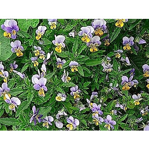 50 Seeds Johnny Jump Up Viola Tricolor Violet Flower edlcy (Seeds)