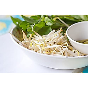 Todd’s Seeds - Mung Bean Sprouting Seed - Mung Bean Seeds - Chinese Green Bean - 1 Pound Bulk Seeds