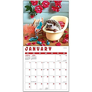 Hedgehogs 2021 Wall Calendar