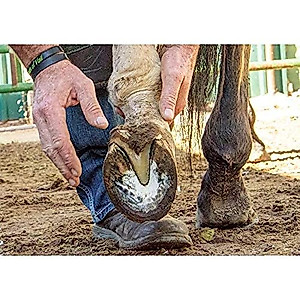 Aslion Hoof Trimming Disc for Horses Goats, Professional Electric Hoof Repair Tool High Working Efficiency and Durable - 6 Tooth Design
