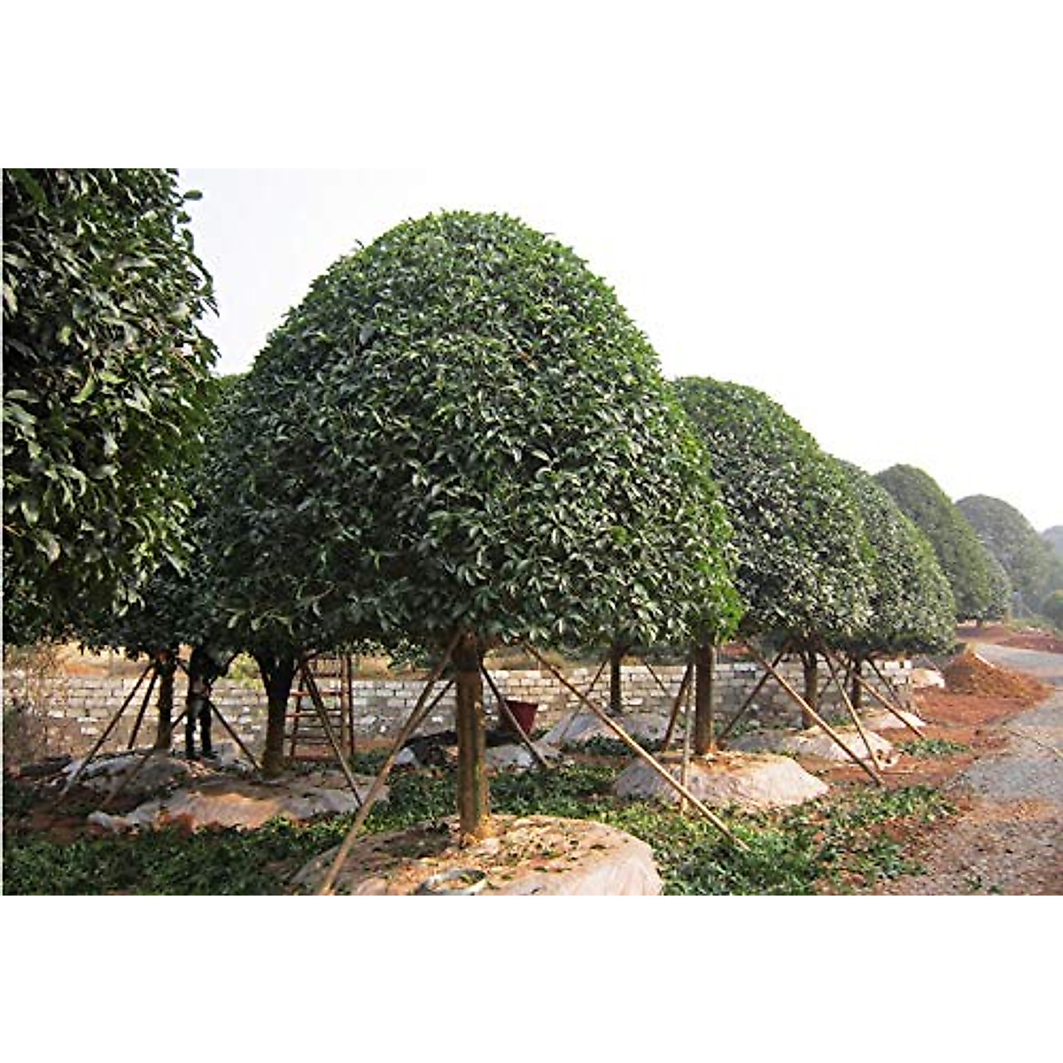 15+ Mixed Osmanthus Flower Seeds Yellow Orange Perennial Tree Shrub Bonsai Fragrant Osmanthus fragrans
