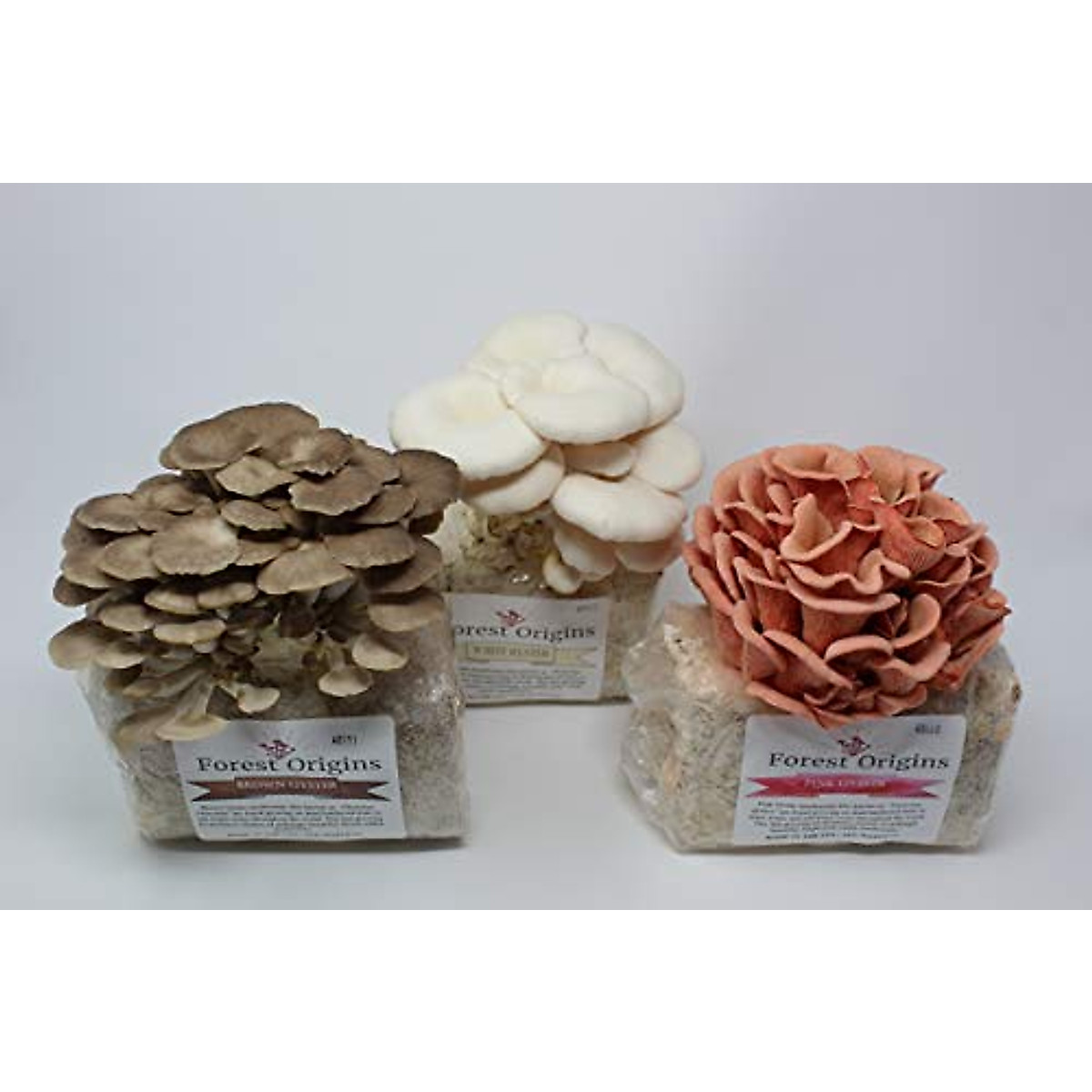 Forest Origins Specialty Trio Oyster Mushroom Grow Kit 3-Pack Variety - Beginner Friendly & Easy to Use, Grows in 10 Days | Handmade in California, USA | Top Gardening Gift, Holiday Gift & Unique Gift