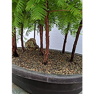 Redwood Forest Specimen Bonsai Tree