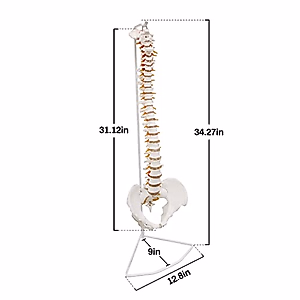 Ultrassist Life Size Human Spine Model, 34" Flexible Spinal Cord with Hyoid Bone, Herniated Disk, Nerves, Arteries and Pelvis, Teaching Tool for Medical Students and Chiropractors, Includes Stand