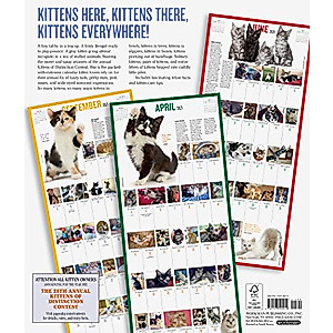 365 Kittens-A-Year Picture-A-Day Wall Calendar 2021