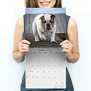 2023 2024 Bulldog Calendar - Dog Breed Monthly Wall Calendar - 12 x 24 Open - Thick No-Bleed Paper - Giftable - Academic Teacher's Planner Calendar Organizing & Planning - Made in USA