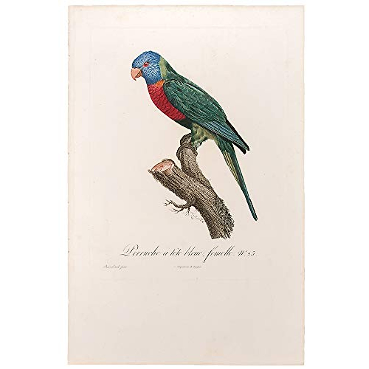 [Blue Headed Parrot] Perruche α tΩte bleue, femelle.