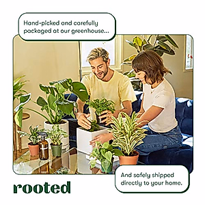 Rooted® Red Prayer Plant - Maranta Leuconeura | Live, Easy to Grow, Easy to Care, Live Indoor Houseplant, Low Maintenance Houseplant, 14 Day Guarantee (4" Pot)