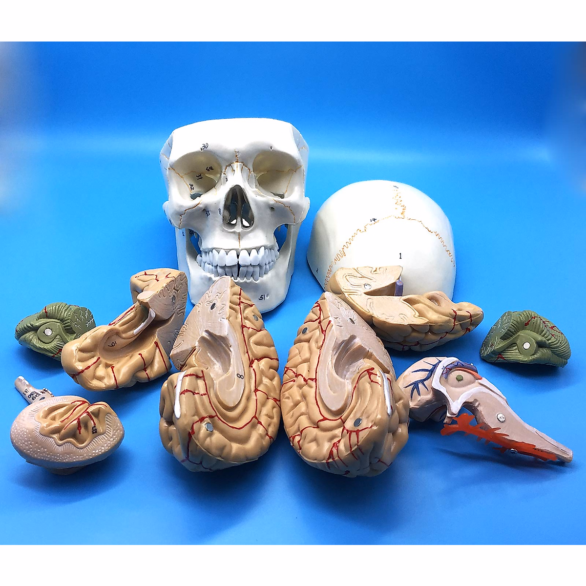 Learning Resources Human Skull and Brain Anatomical Model, Anatomically Accurate Human Skull and Brain Life Size Anatomy Model for Science Classroom Study Display Teaching Model