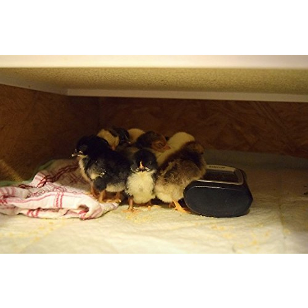 SWEETER HEATER Infrared Heater for Chicks & Pets, Side Mount 11x11, 32 Watt