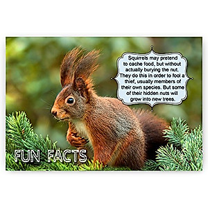 ANIMALS FUN FACTS postcard set of 20 postcards. Animal and bird post cards variety pack. Made in USA.