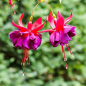 Fuchsia 'Dark Eyes' Seeds Attracts Hummingbirds Easy to Care Exotic Container Hanging Basket Patio Balcony Indoor Outdoor 100Pcs Flower Seeds by YEGAOL Garden
