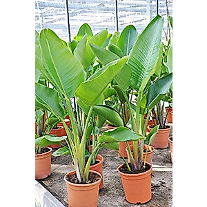 SeedsUP - 3+ Ornamental Banana Exotic (Dwarf Indoor Plant) Edible - Tree Green