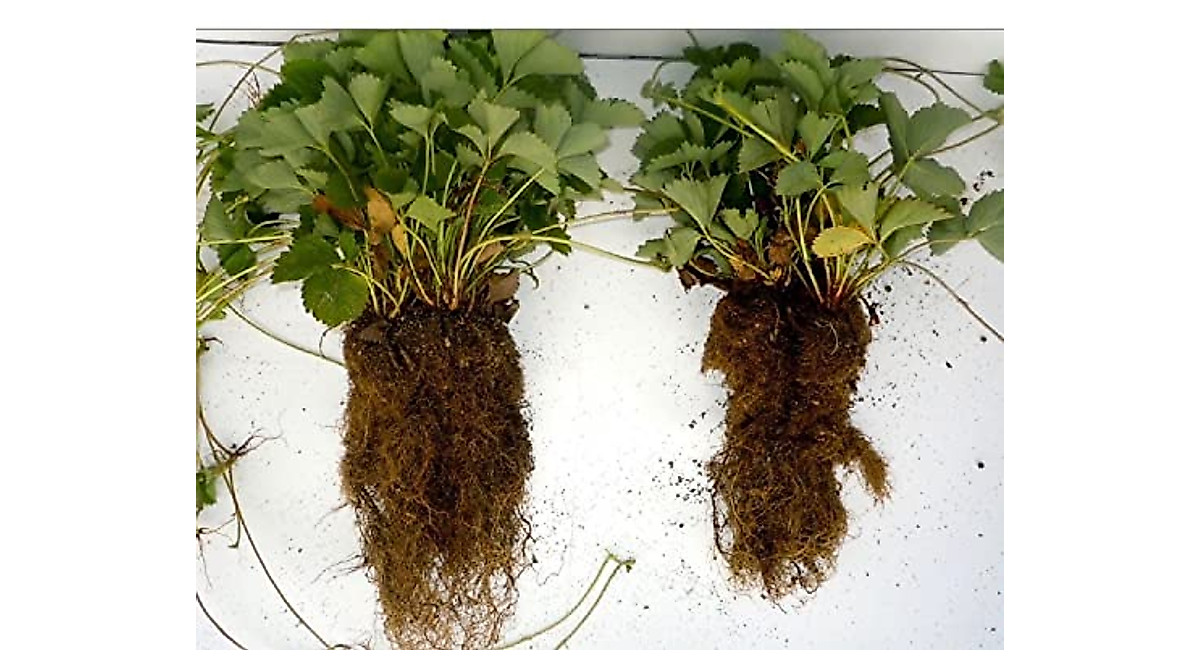 Boost Plant Growth with Wildroot Organic Mycorrhizae