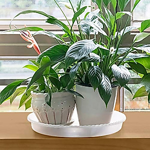 MUDEELA Plant Saucer 6 Pack of 12 inch, Durable Plastic Plant Trays for Indoors, Clear Plastic Flower Plant Pot Saucer, Made of Thicker, Stronger Plastic, with Taller Design