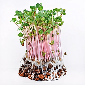 Todd's Seeds Sprouting Seed Mix; Broccoli, Radish, Alfalfa, Non-GMO, Chemical Free, High Germination (1/4 Pound)