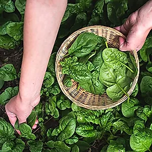 Purely Organic Spinach Seeds (Bloomsdale Long Standing) - Approx 300 Seeds - Certified Organic, Non-GMO, Open Pollinated, Heirloom, USA Origin