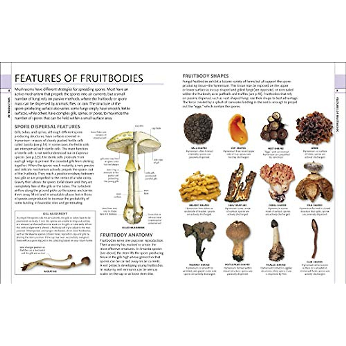 Mushrooms: How to Identify and Gather Wild Mushrooms and Other Fungi