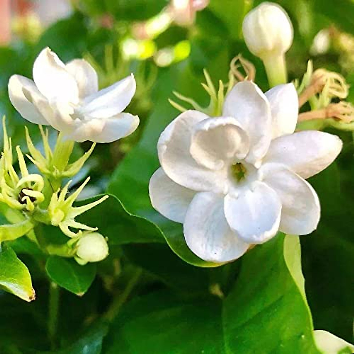 50pcs Jasmine Seeds for Planting, Non-GMO Heirloom, 90% Germination Rate, Perennial Garden Bonsai Plant, No Experience Required, Easy to Grow