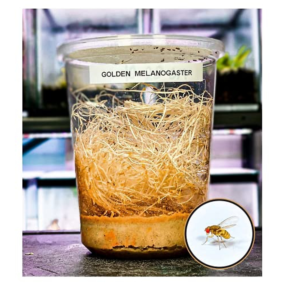 Creation Cultivated - Golden Drosophila Melanogaster (Flightless Fruit Fly Culture 32oz Cup) / Live Insects for Jumping Spiders, Praying Mantis, Geckos, Lizards, Dart Frog Food