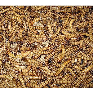 NutriCricket 100 Premium Live Large Superworms Shipped