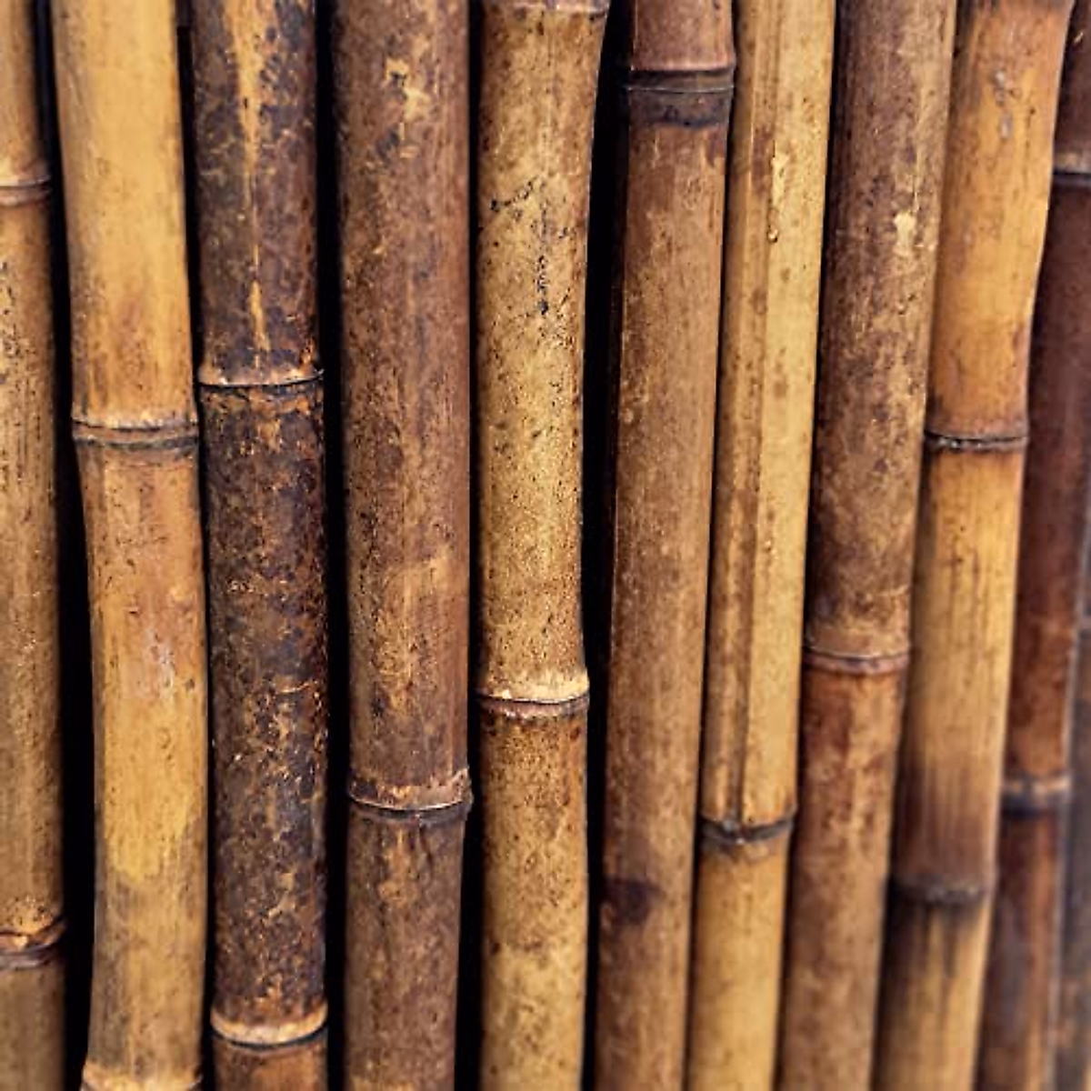Backyard X-Scapes Caramel Brown Bamboo Fencing Decorative Rolled Fence Panel 3 ft H x 8 ft L