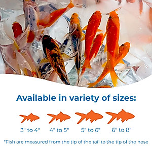 Toledo Goldfish Live Shubunkin, Sarasa, and Comet Goldfish Combo, Live Fish with a Variety of Colors and Patterns - Perfect for Ponds, Tanks, and Aquariums - 3-4 Inches, 2 of Each, 6 Total Count