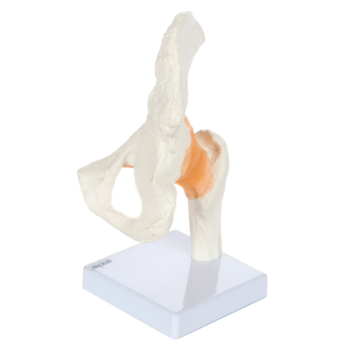 Axis Scientific Life Size Human Hip Bone Anatomy Model – Premium Hip Joint Anatomy Model for Medical Students with Flexible Ligaments and Bony Landmarks – Includes Base, Includes Product Manual