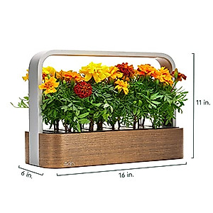 edn SmallGarden with Basil SeedPods, Indoor Grow Smart Garden Starter Kit for Fresh Home Grown Herbs, Plants and Flowers