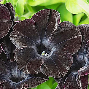 QAUZUY GARDEN 100 Seeds Rare Petunia Seeds Black Cat Petunia Flower Seeds Beautiful Perennial Annual Petunia Plant Seeds- Easy to Grow& Maintain