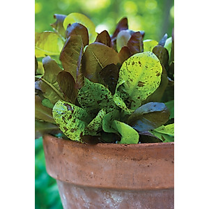 Burpee All Season Romaine Blend Lettuce Seeds 2000 seeds