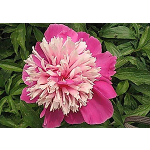 20+ Mixed Peony Flower Seeds Double Beautiful Perennial Bonsai Plant Garden