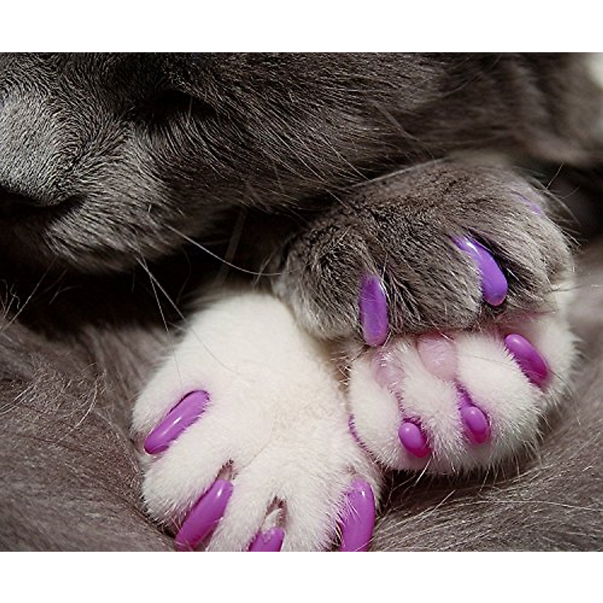 Kitty Caps Nail Caps for Cats | Safe, Stylish & Humane Alternative to Declawing | Stops Snags and Scratches, Medium (9-13 lbs), Black with Gray Tips & Baby Blue