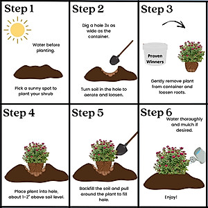 Proven Winner Double Play Doozie Spirea, 2 Gal, Red to Purple Flowers