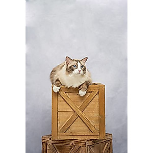 Kate 5x7ft Light Grey Photo Backdrops Gray White Backdrops Abstract Photoshoot Backgrounds Headshot Backdrops Newborn Photography Backdrop