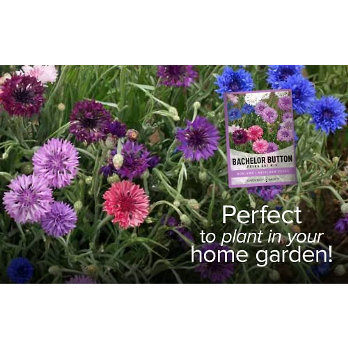 Bachelor Button Seeds for Planting Cornflower (Polka Dot Mix) - Pretty Mix of Bachelors Buttons Seeds Open Pollinated, Non-GMO, Great for Cut Flower Gardens by Gardeners Basics