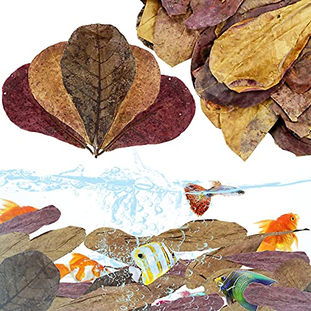 LeonBach 100 Pcs Large Catappa for Fish, Creates Native Environment Indian Almond Leaves Catappa Leaves Beta Fish Leaf